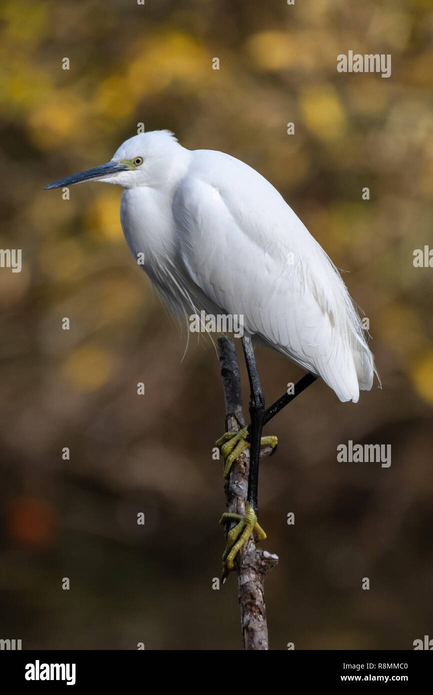 Little egret (Egretta garzetta Stock Photo - Alamy