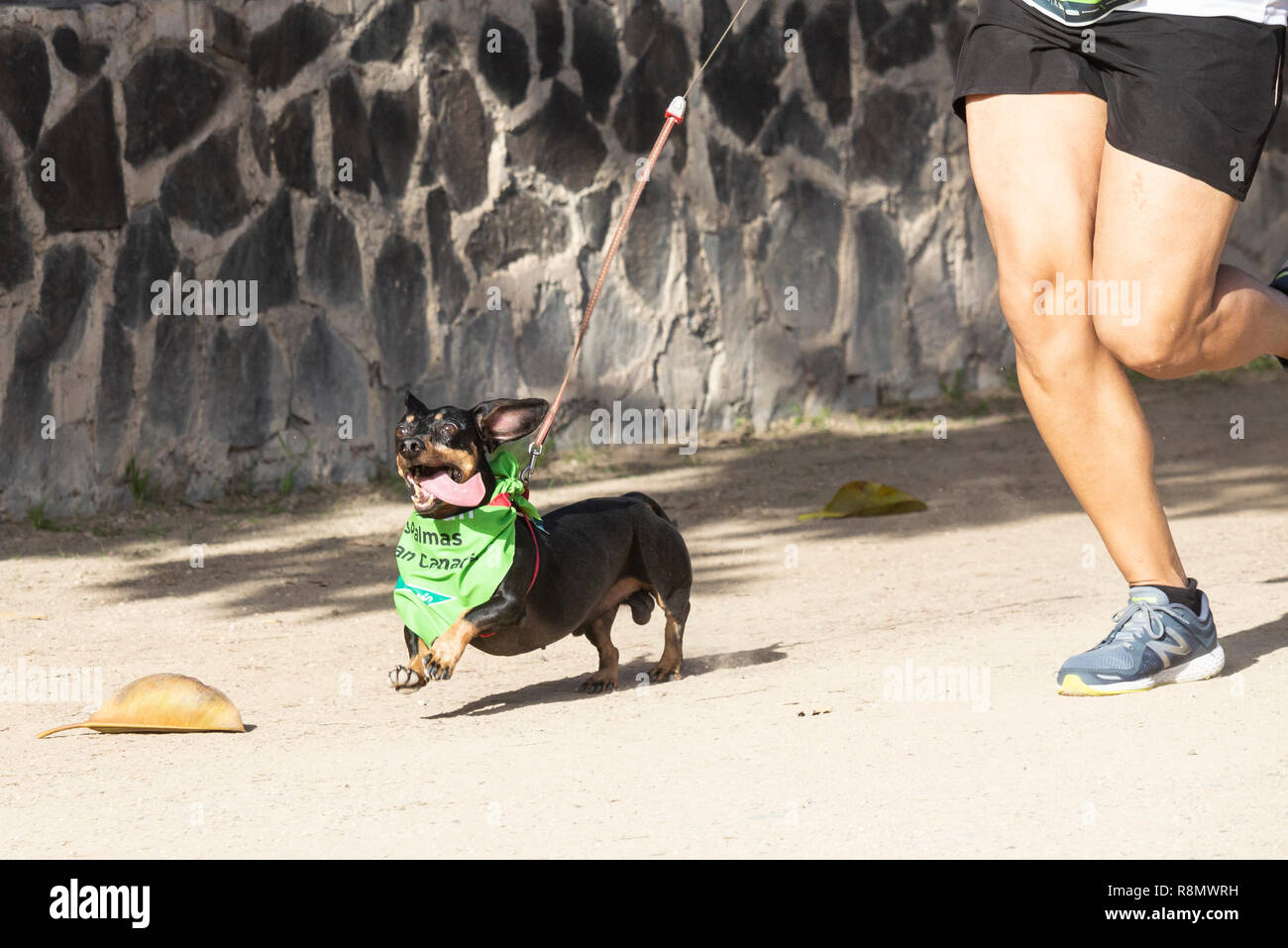 Dachshund at fun run for dogs and owners in Spain Stock Photo - Alamy