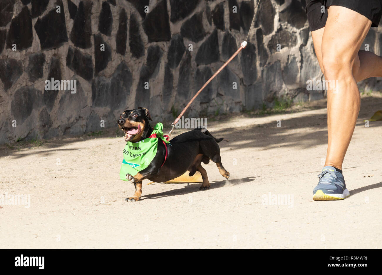 Dachshund race hi-res stock photography and images - Alamy