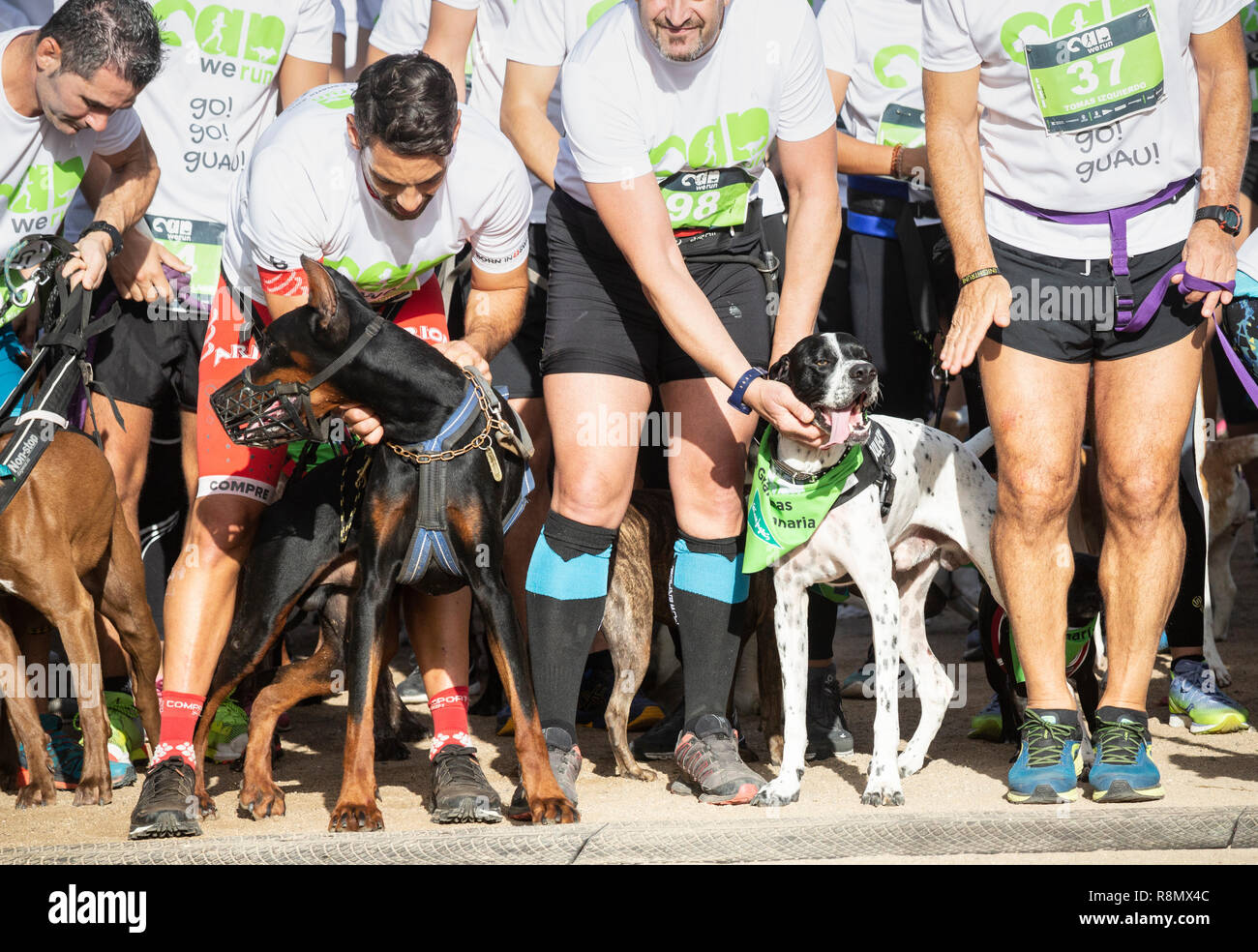 Dog owners exercising their dogs hi-res stock photography and images ...