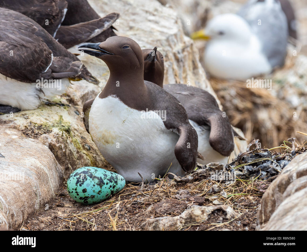 Guillemot Eggs