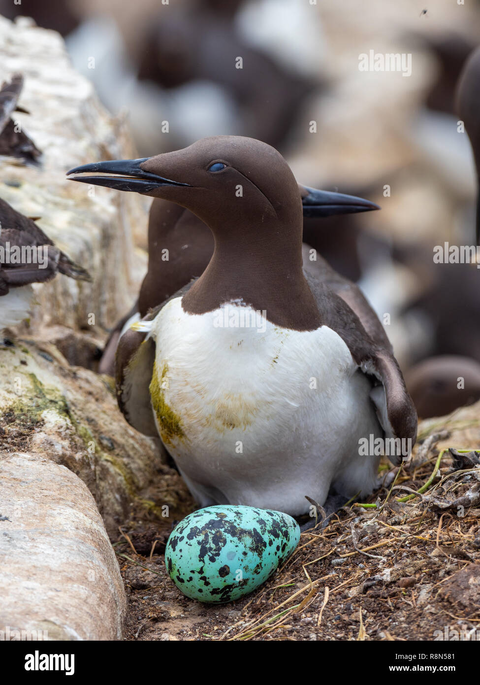 Guillemot Eggs