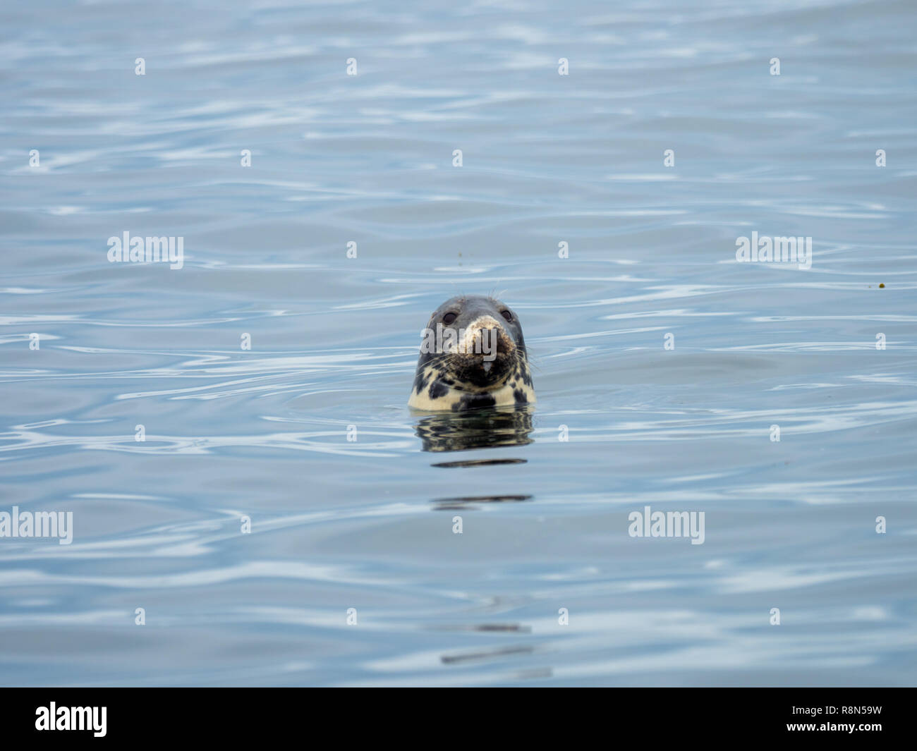 Common Seal or Harbour Seal in the Sea Stock Photo - Alamy