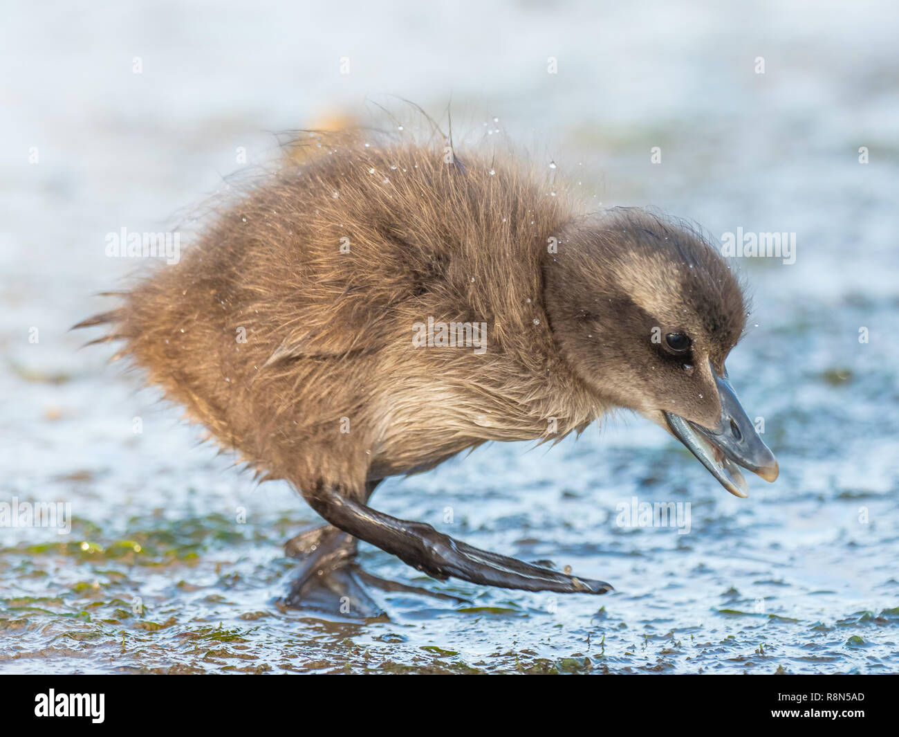 Eider Duck Chick ( Somateria mollissima ). Farne islands Stock Photo ...