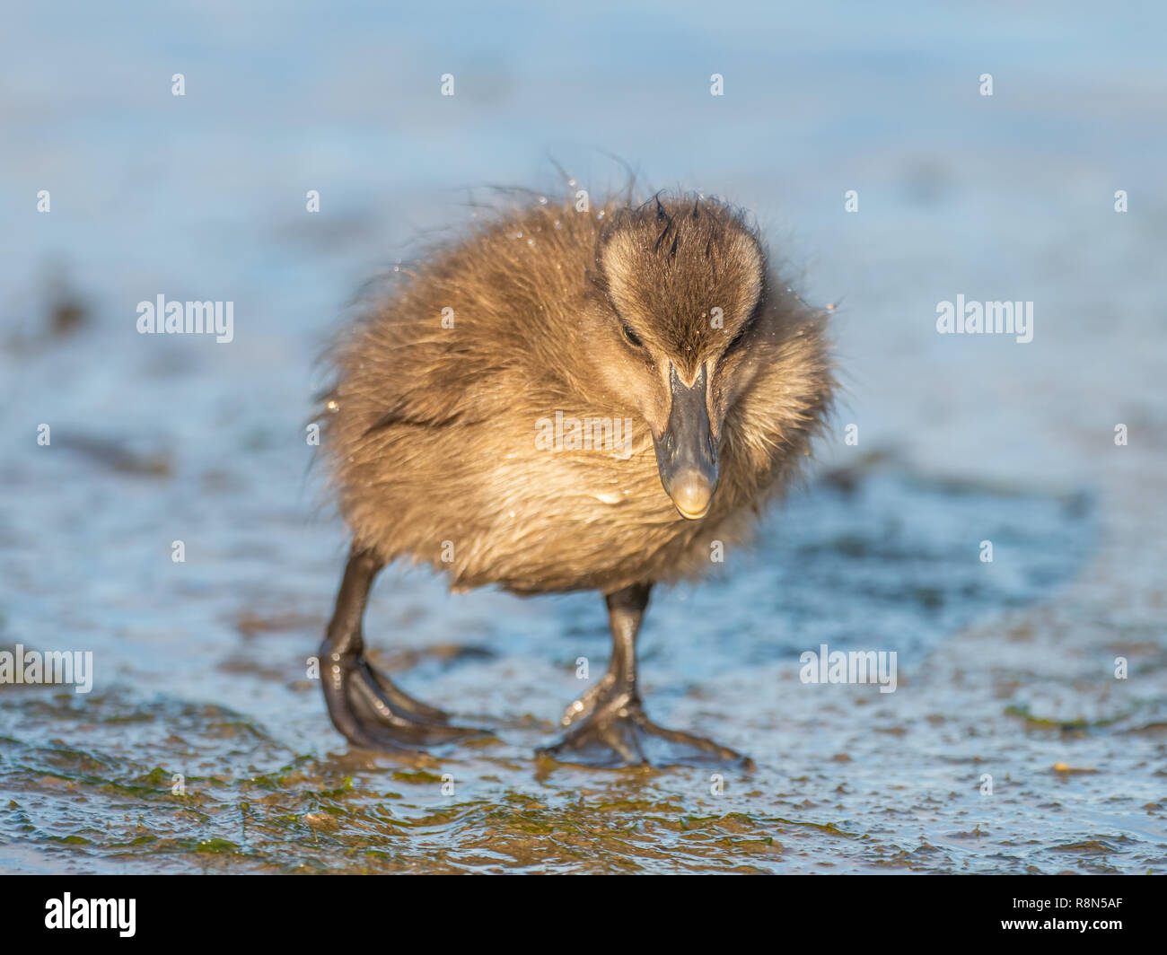 Sea ducks farne islands hi-res stock photography and images - Alamy