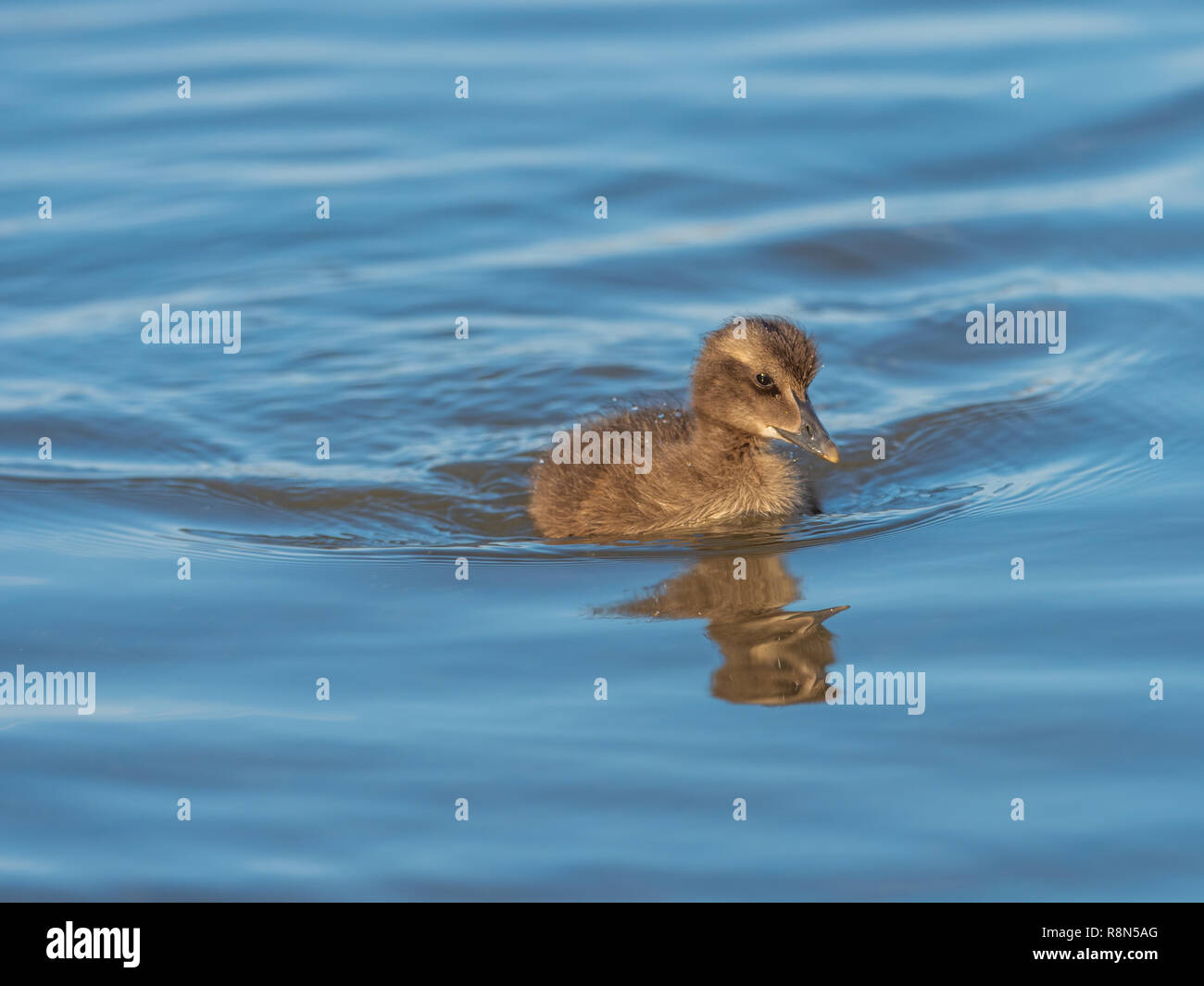 Eider duck chick hi-res stock photography and images - Alamy