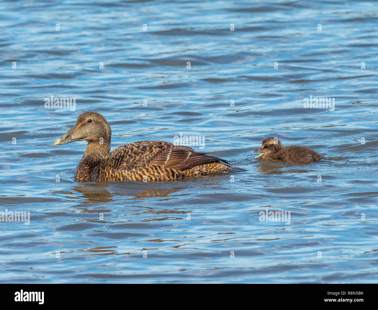 Eider Duck ( Somateria mollissima ) Mother and Duckling Stock Photo - Alamy