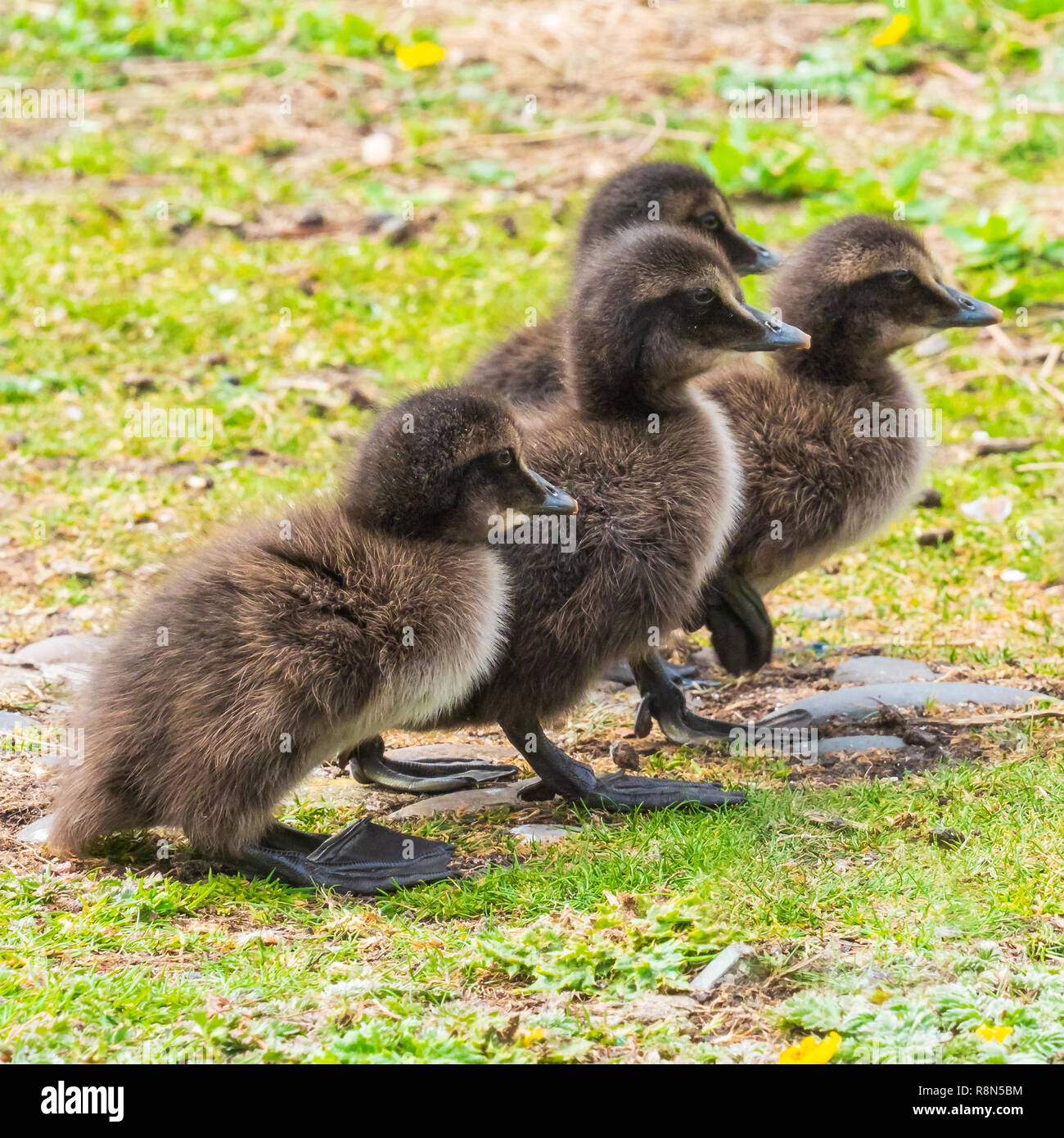 Eider duck farne islands hi-res stock photography and images - Alamy