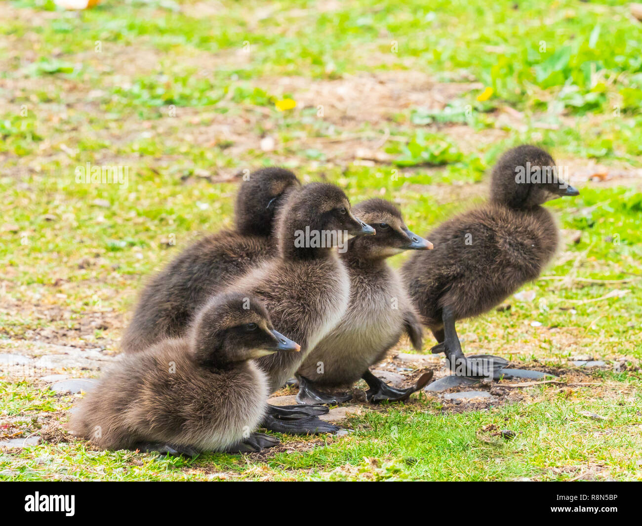 Eider duck farne islands hi-res stock photography and images - Alamy