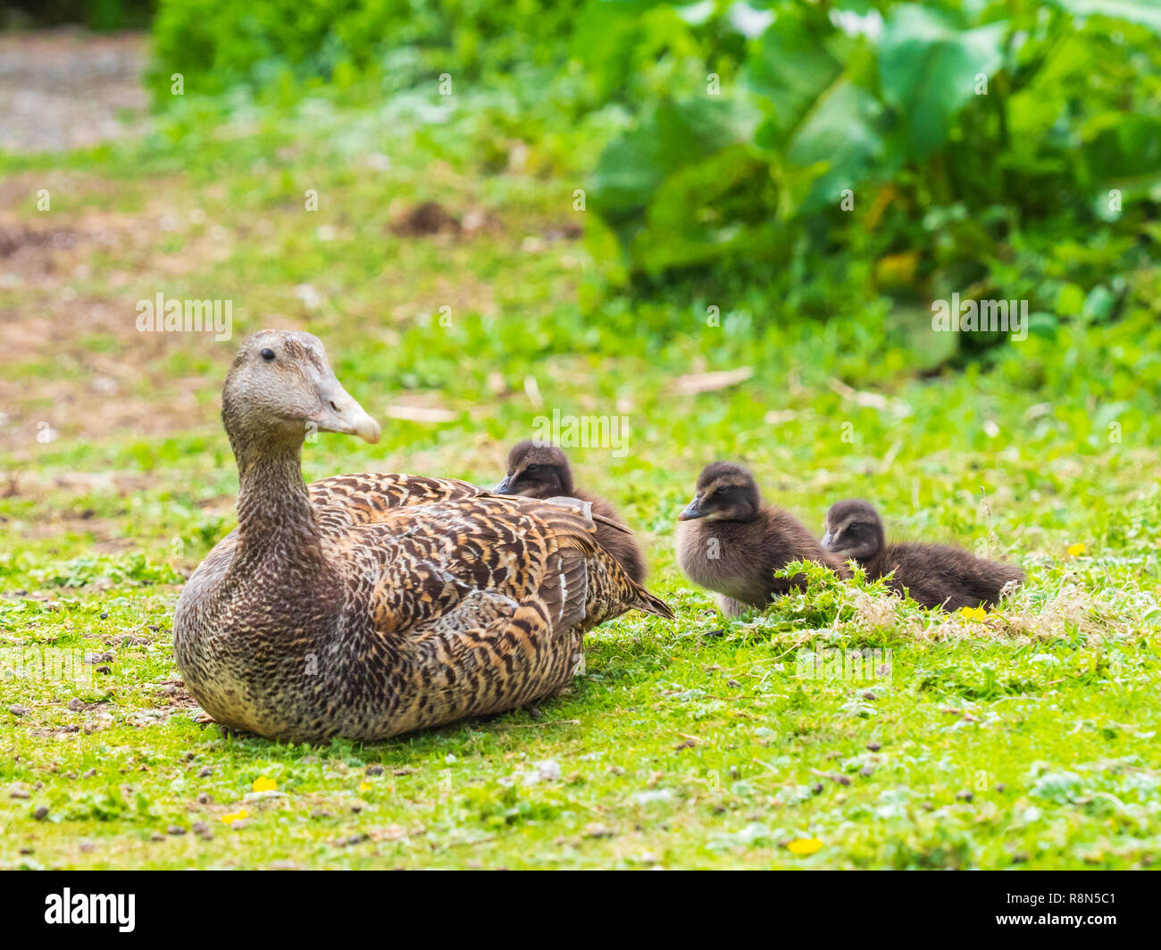 Eider Duck ( Somateria mollissima ) Mother and Duckling Stock Photo - Alamy