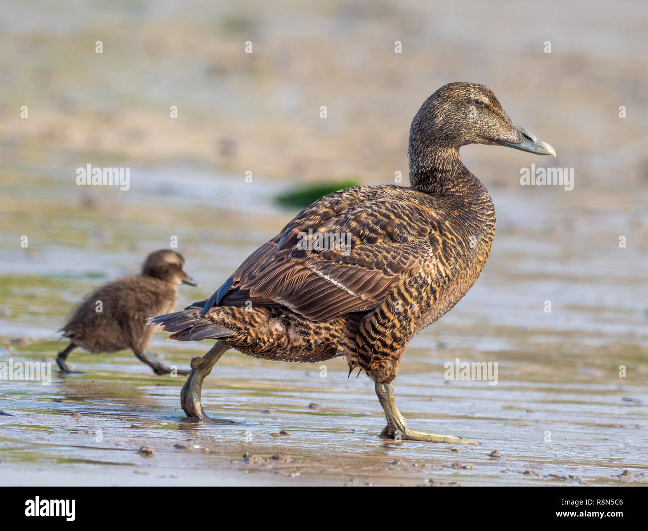 Eider Duck ( Somateria mollissima ) Mother and Duckling Stock Photo - Alamy