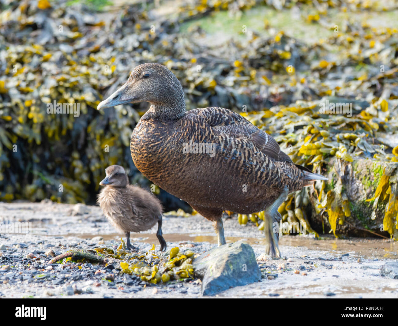 Eider Duck ( Somateria mollissima ) Mother and Duckling Stock Photo - Alamy