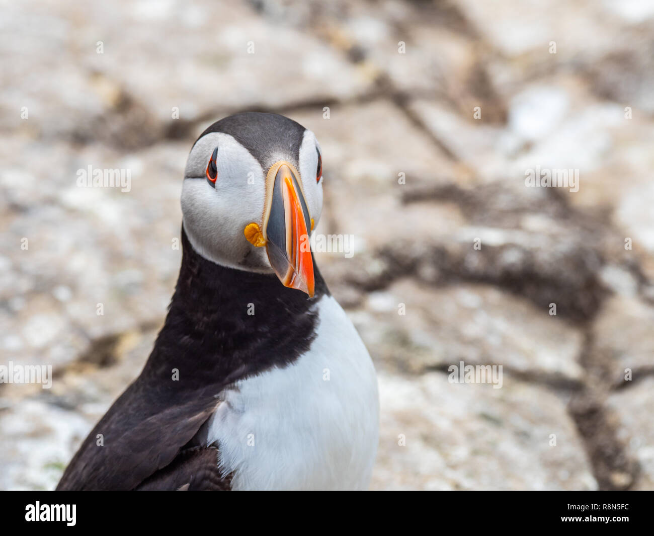 Atlantic puffin (Fratercula arctica), common puffin on Farne Island ...