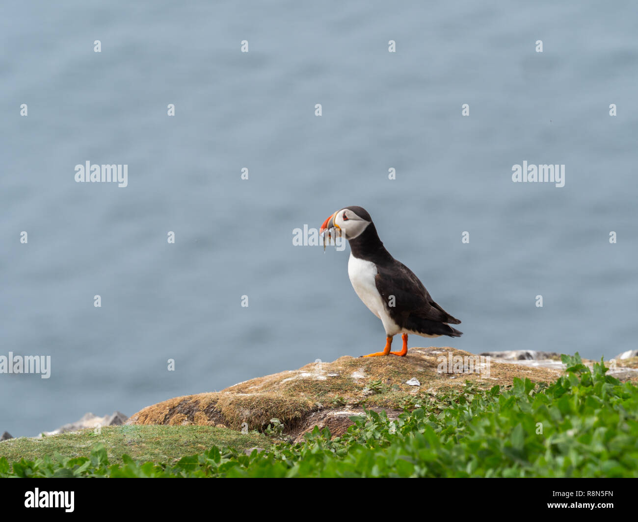 Atlantic puffin (Fratercula arctica), common puffin on Farne Island ...