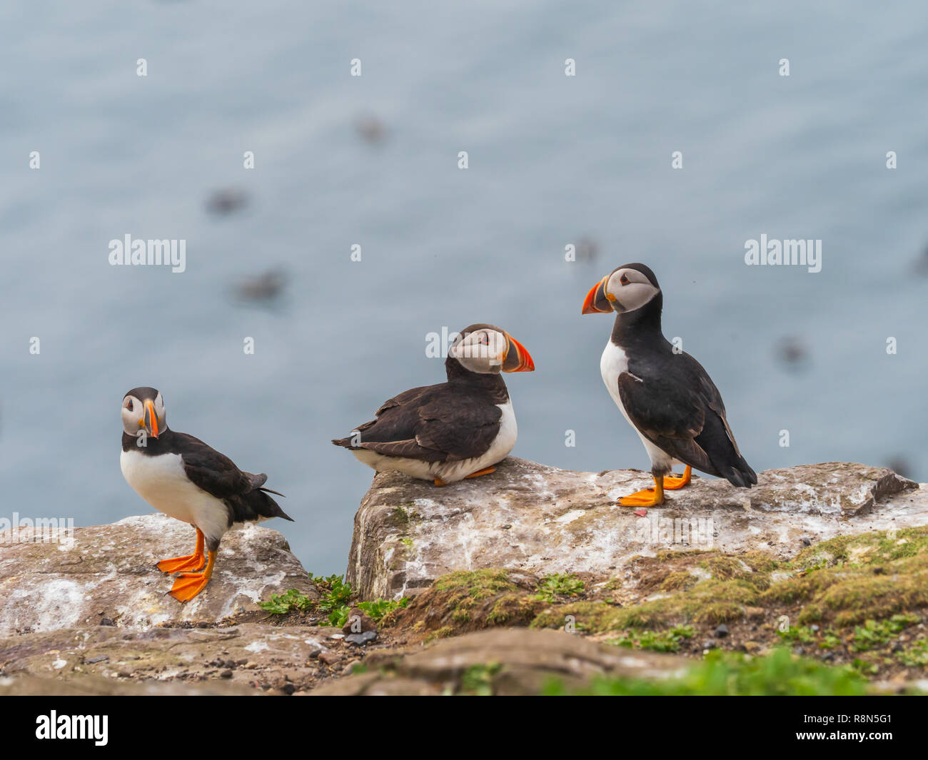 Atlantic puffin (Fratercula arctica), common puffin on Farne Island ...