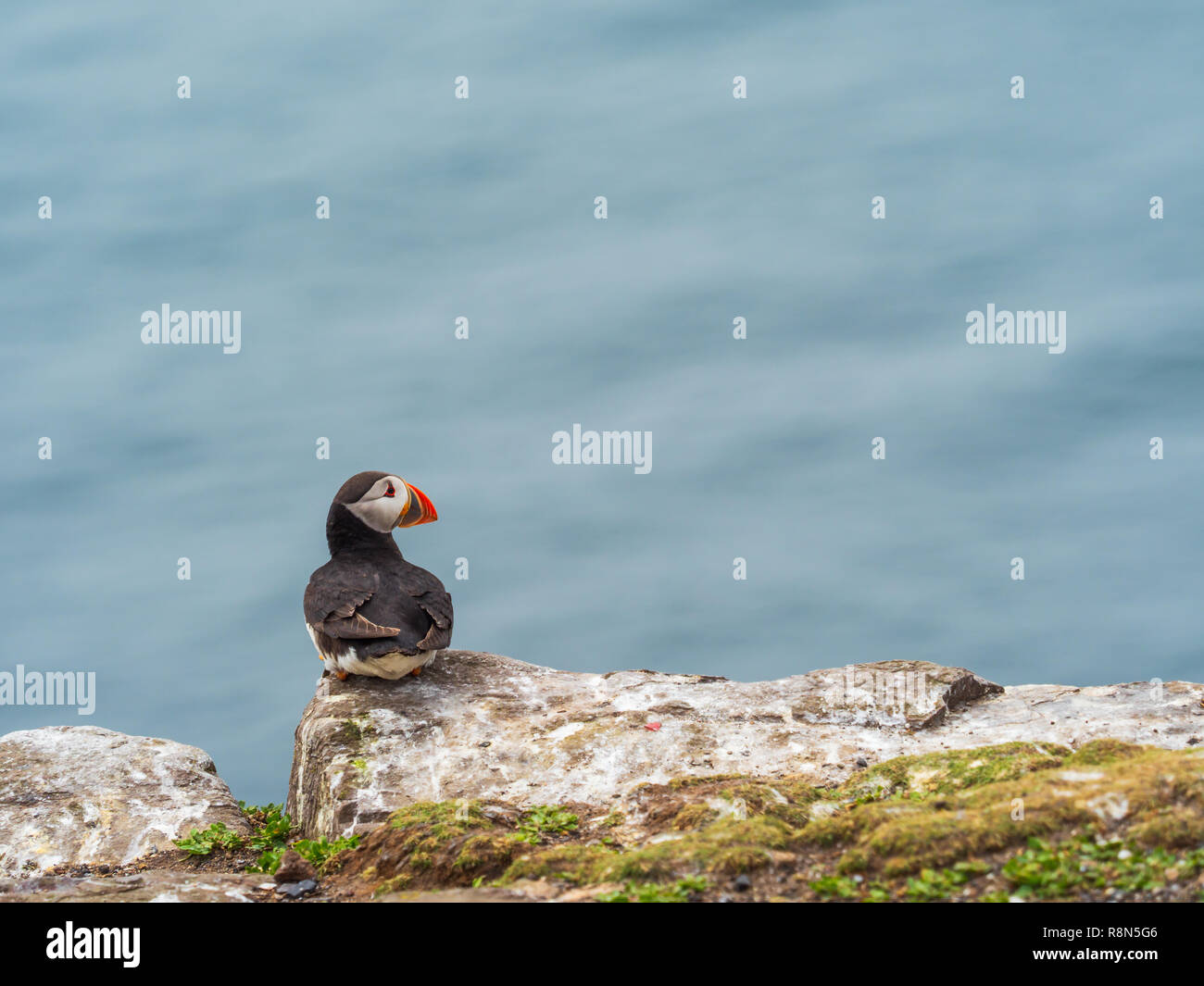 Atlantic puffin (Fratercula arctica), common puffin on Farne Island ...
