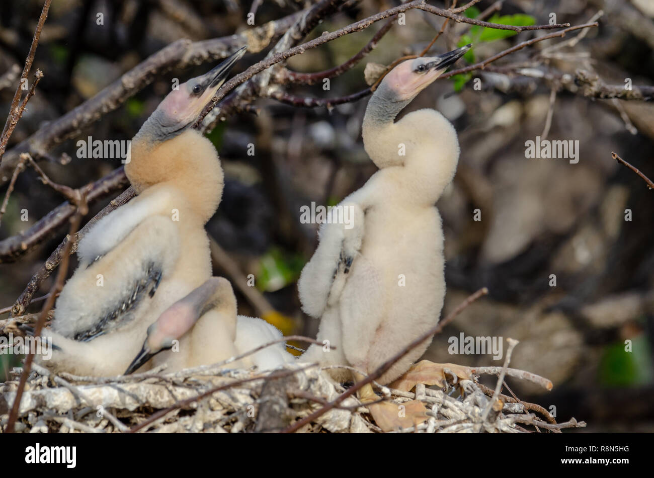 Anhinga chicks (Anhinga anhinga) in nest in Florida's wetlands Stock ...