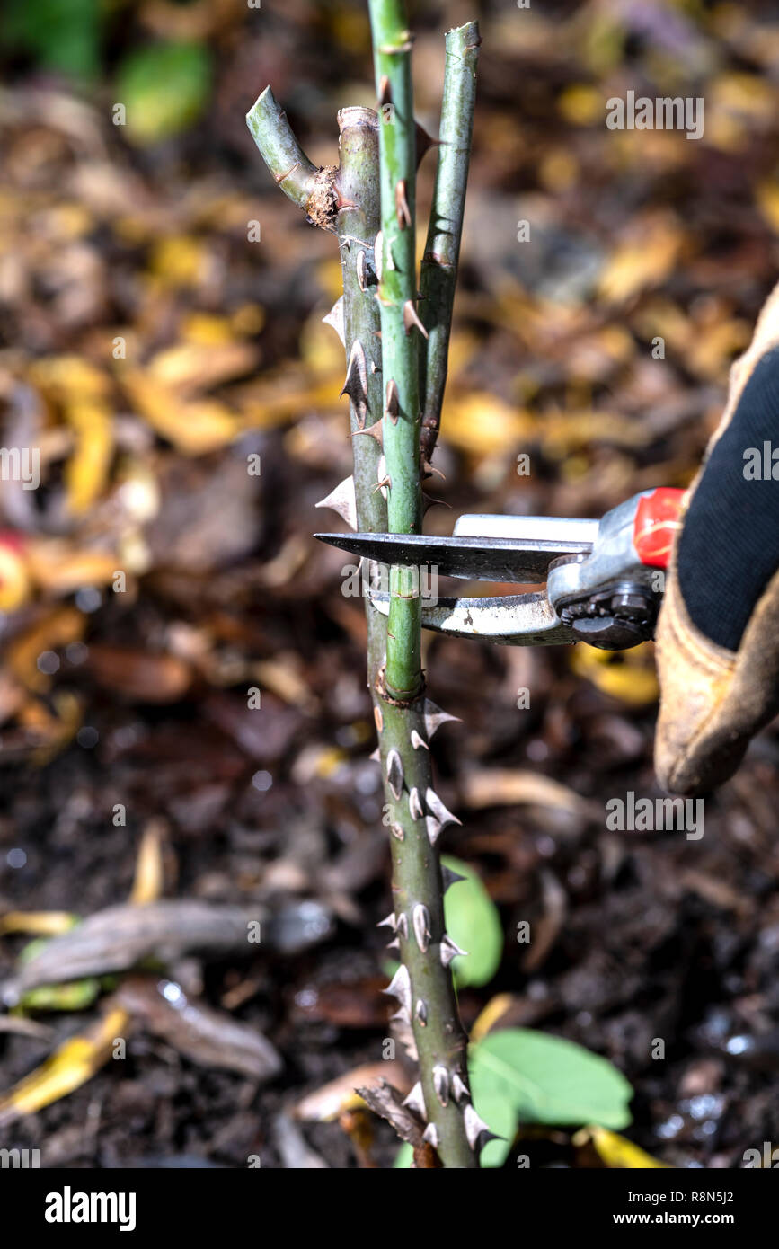 Winter rose pruning step by step series Stock Photo - Alamy