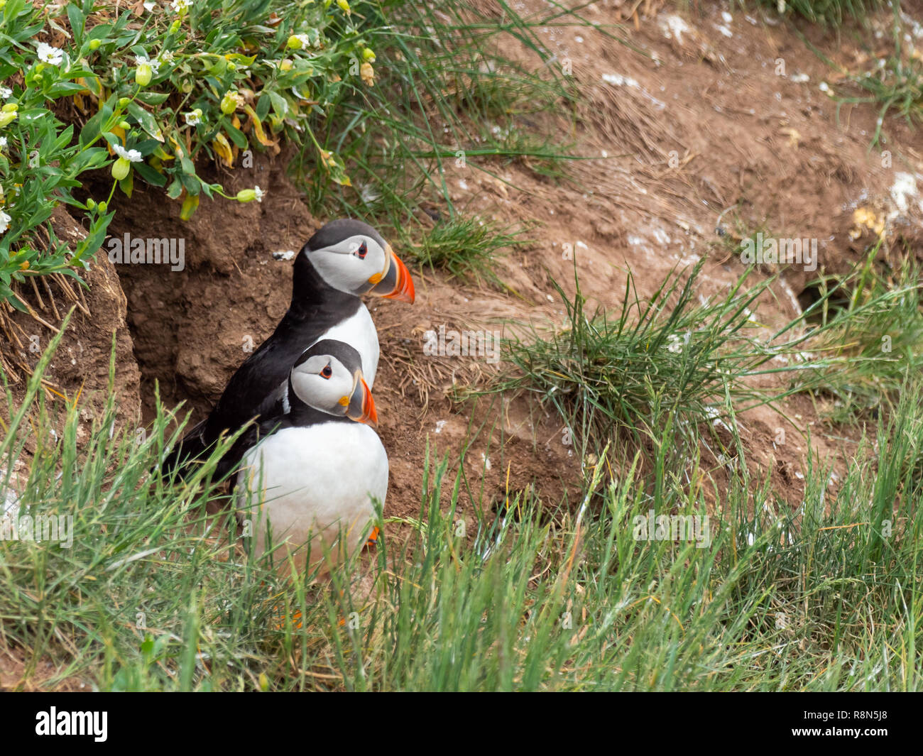 Atlantic puffin (Fratercula arctica), common puffin on Farne Island ...