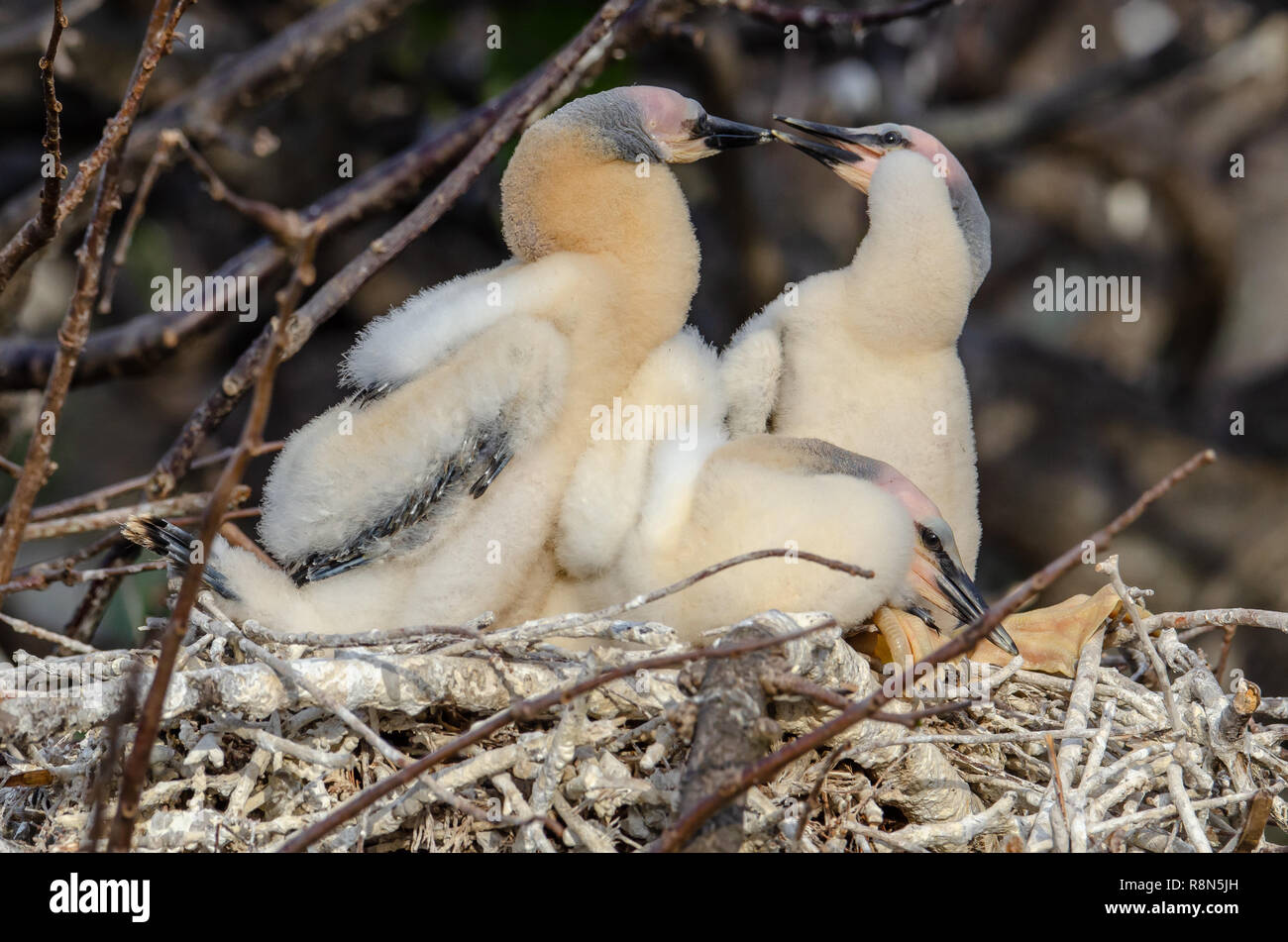 Anhinga chicks (Anhinga anhinga) in nest in Florida's wetlands Stock ...