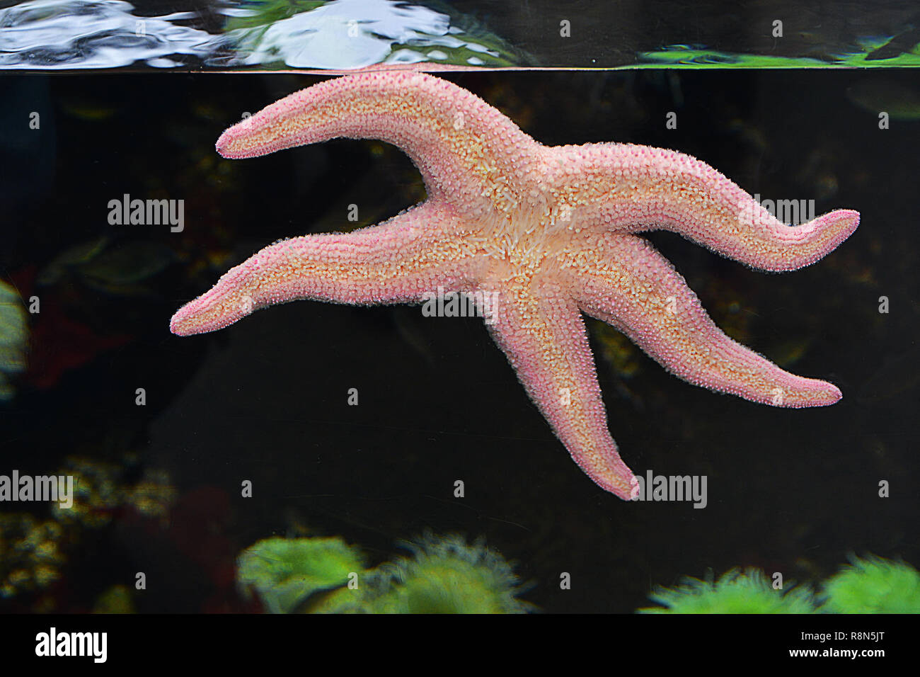 Starfish tank hi-res stock photography and images - Alamy
