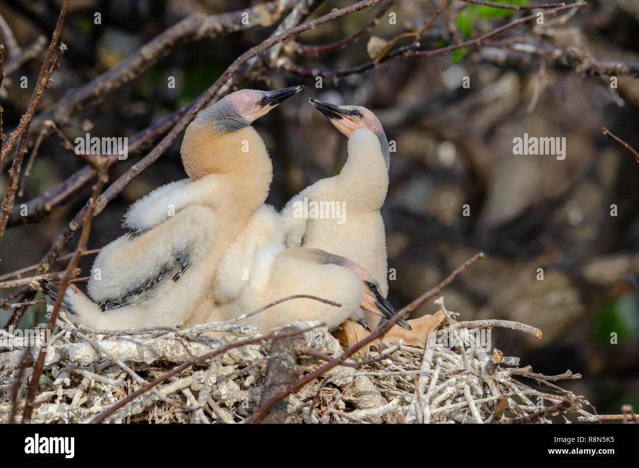 Anhinga chicks (Anhinga anhinga) in nest in Florida's wetlands Stock ...
