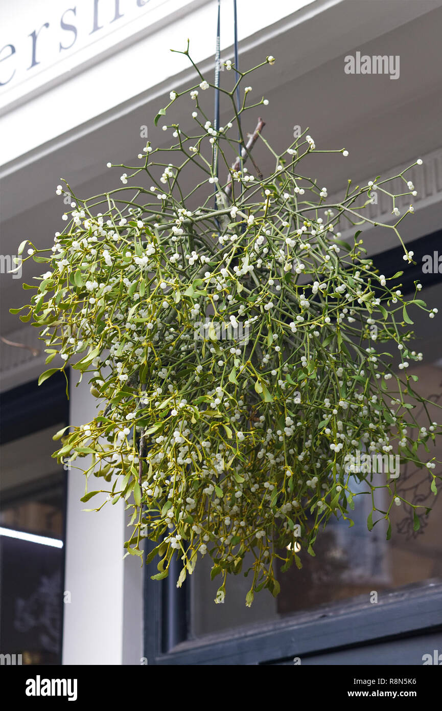 Kissing under the mistletoe hi-res stock photography and images - Alamy
