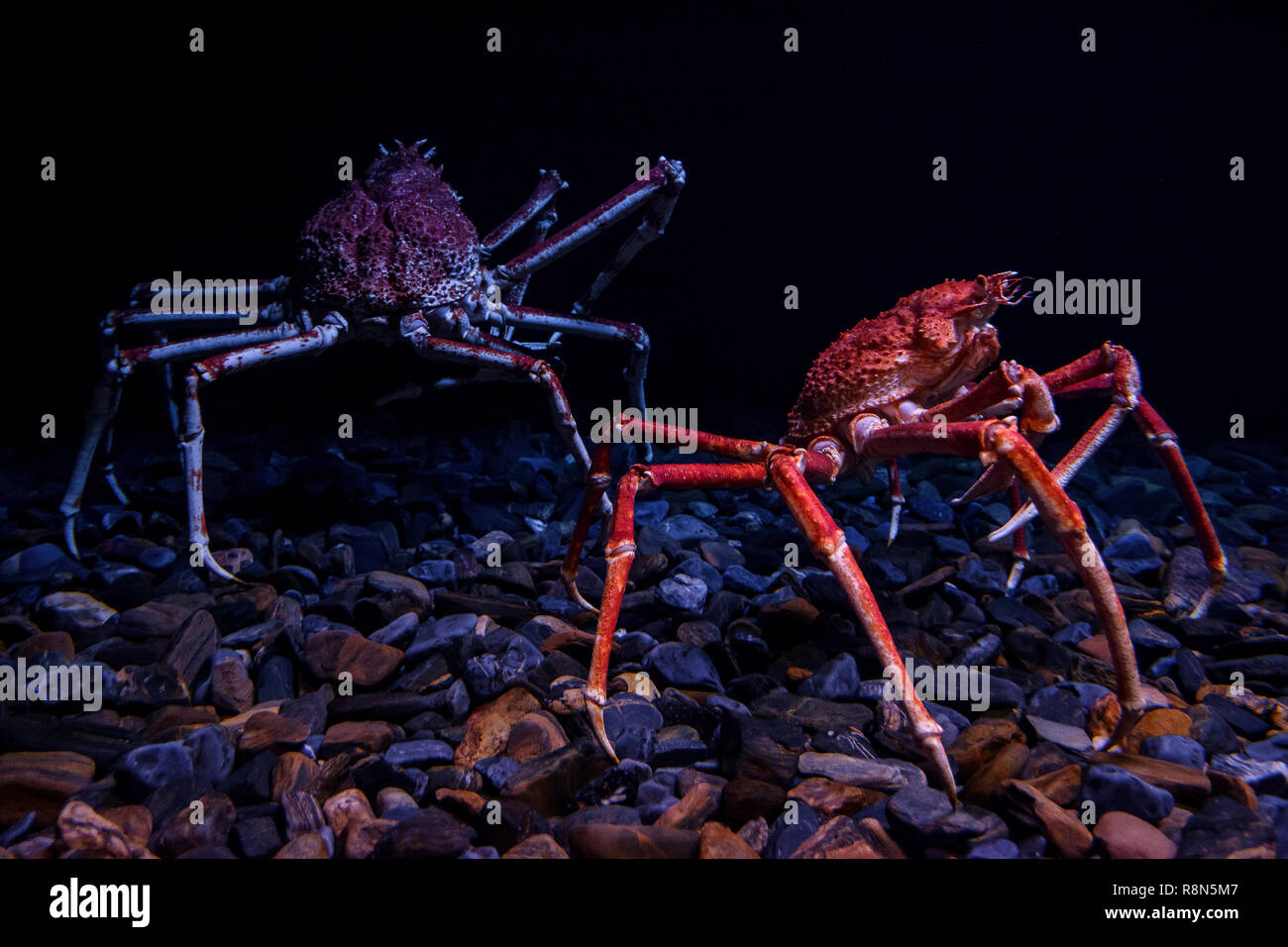 Marine life with spider crabs in the aquarium of Lisbon, Portugal Stock ...