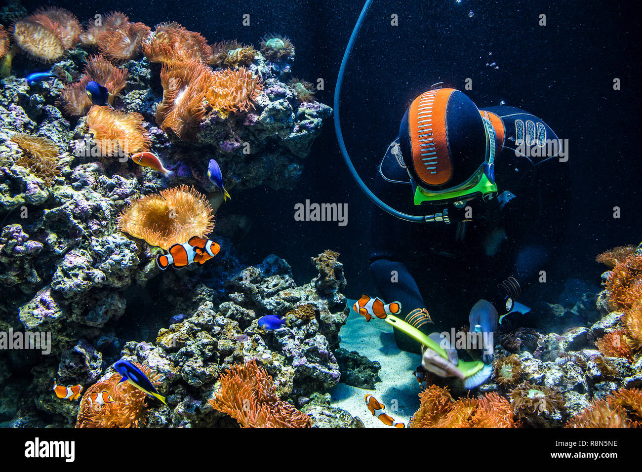 Scuba diver cleaning the aquarium Stock Photo - Alamy