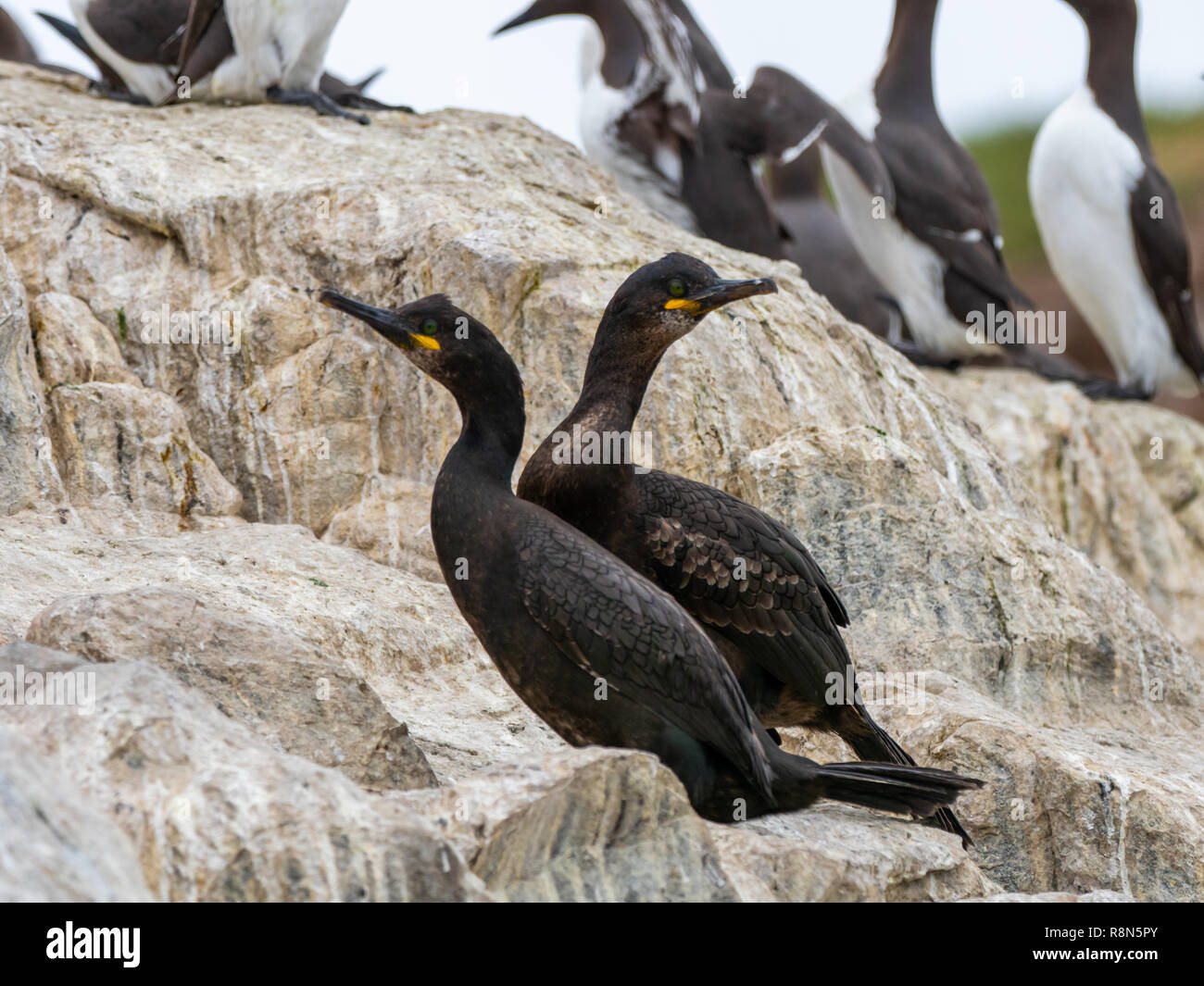 Two shags hi-res stock photography and images - Alamy