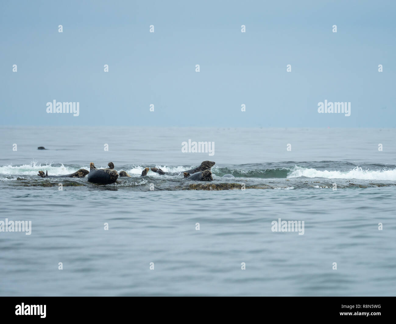 Common Seal or Harbour Seal in the Sea Stock Photo - Alamy