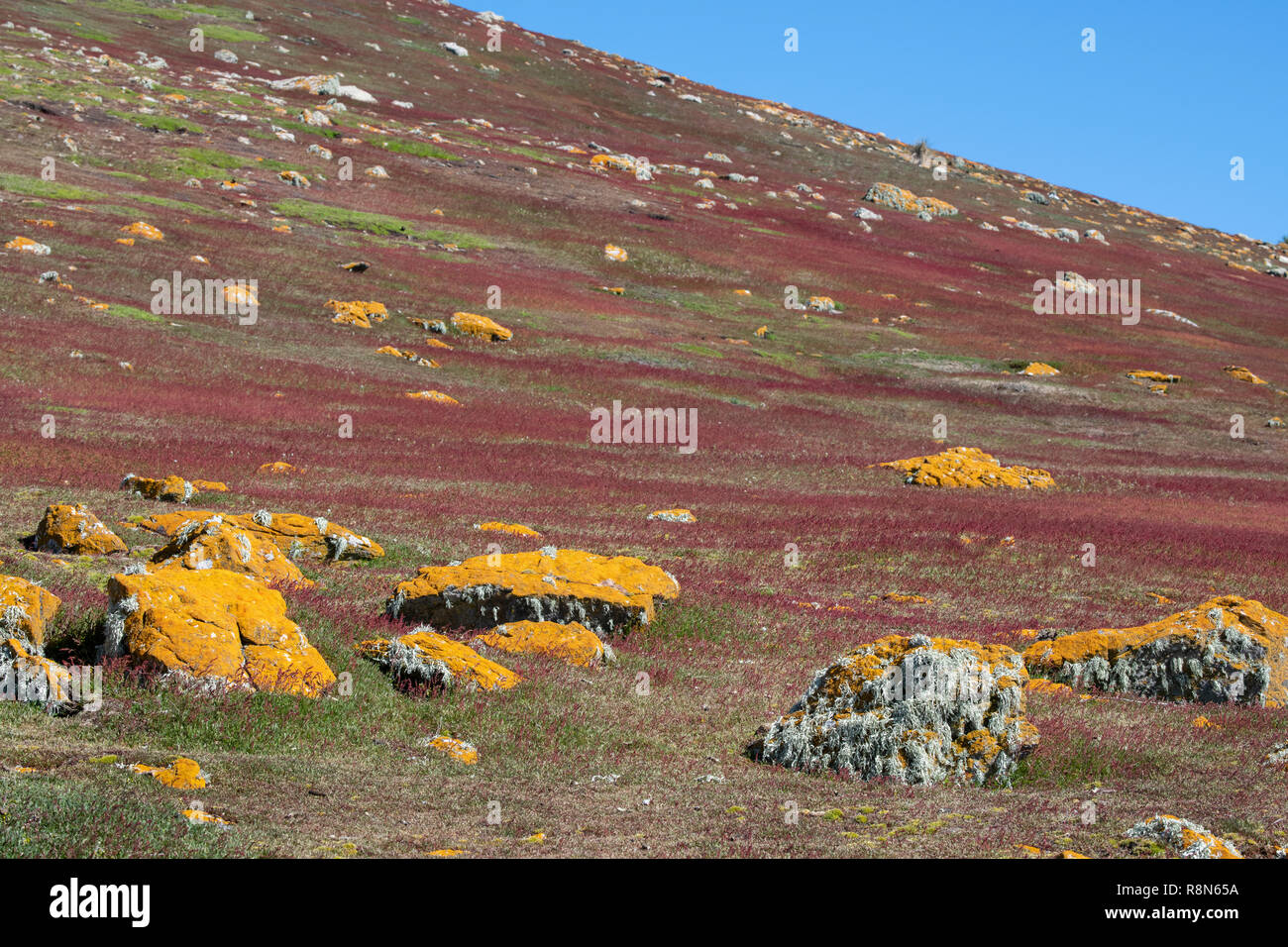 United Kingdom, Falkland Islands, West Falklands, Jason Islands ...