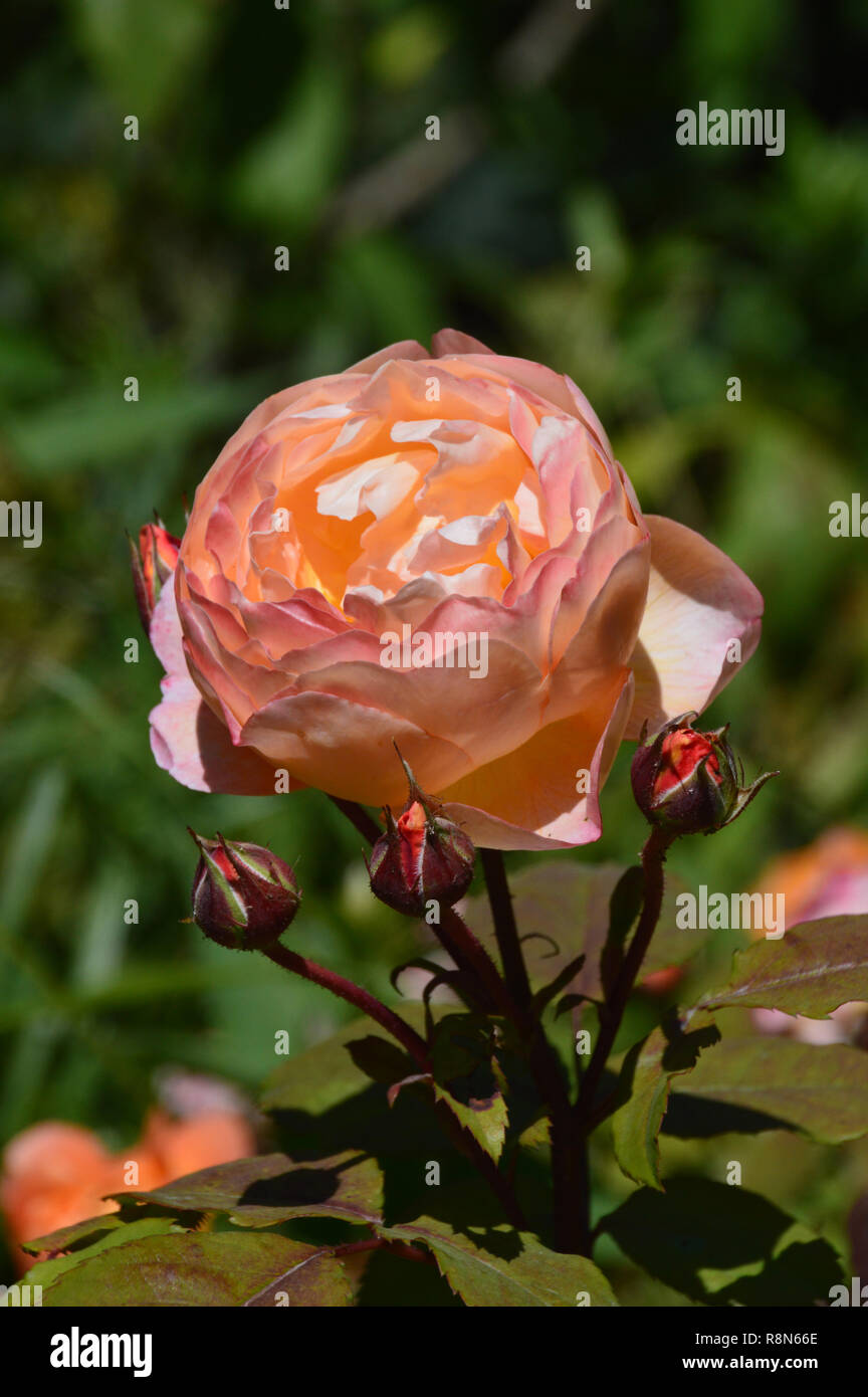 Single Orange Coloured English Rose Flower 'Lady Emma Hamilton ...