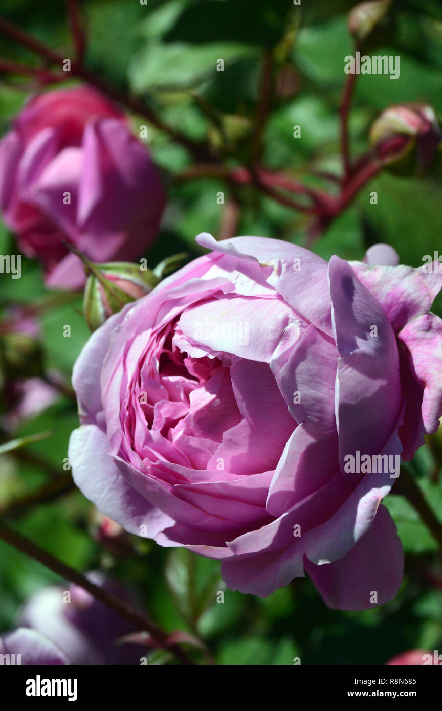 Pink English Rose Flower Alan Titchmarsh ('Ausjive') on Display at RHS ...