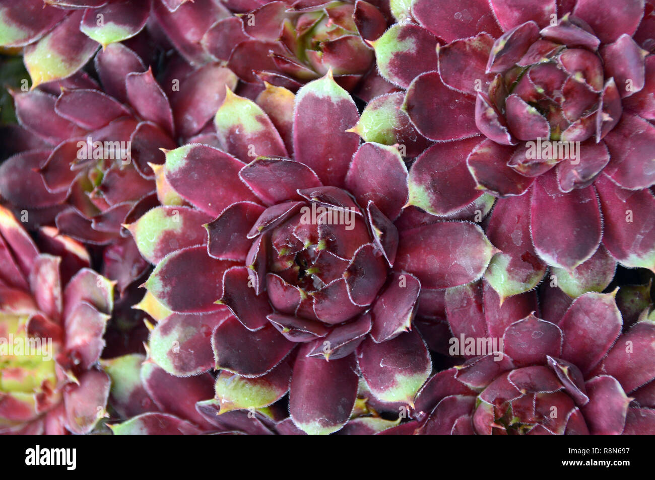 Sempervivum 'Purple Queen' (Houseleek) on Display in the Alpine House ...