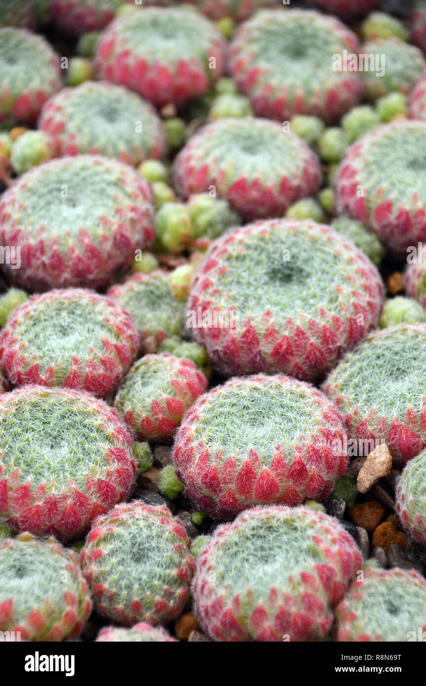 Sempervivum 'Ciliosum' (Houseleek) on Display in the Alpine House at ...