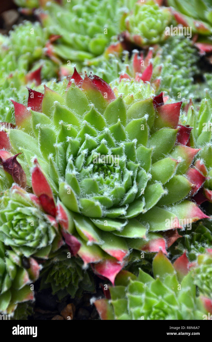 Sempervivum 'Thompsonianum' (Houseleek) on Display in the Alpine House ...
