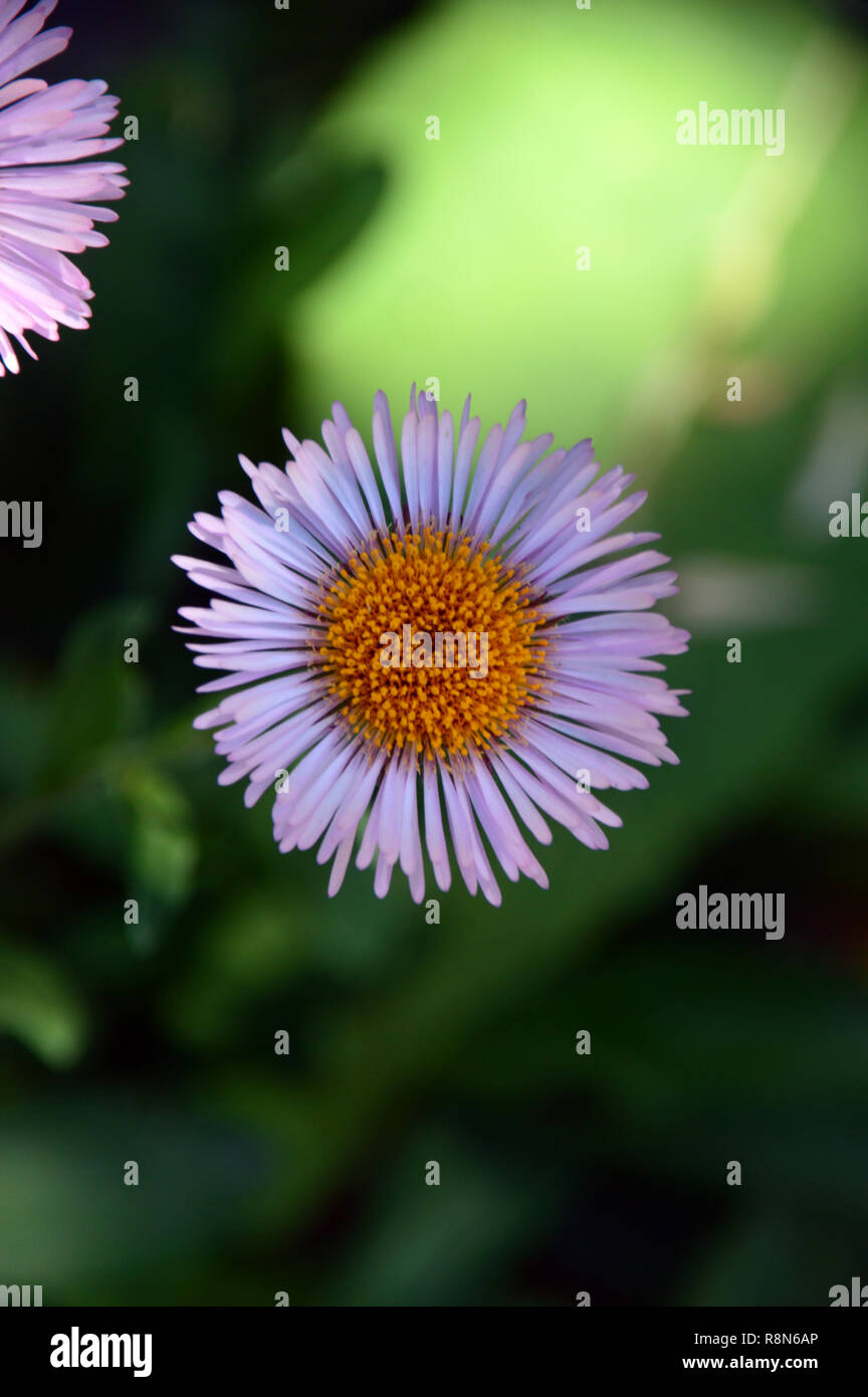 Fleabane Erigeron 'dimity' Daisies on Display at RHS Garden Harlow Carr ...