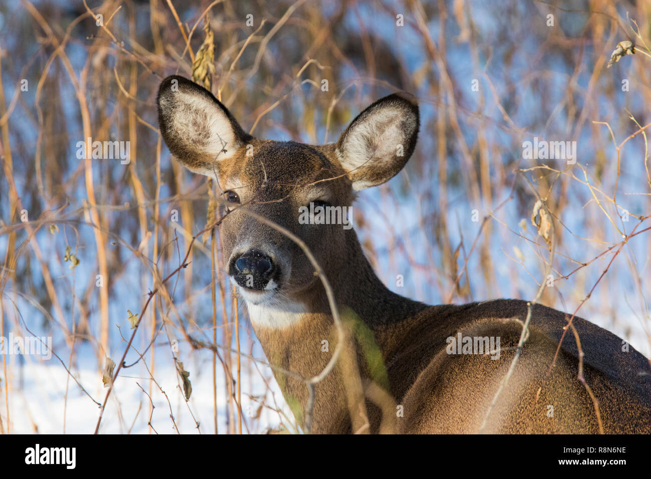 white-tailed deer, also known as the whitetail or Virginia deer in ...