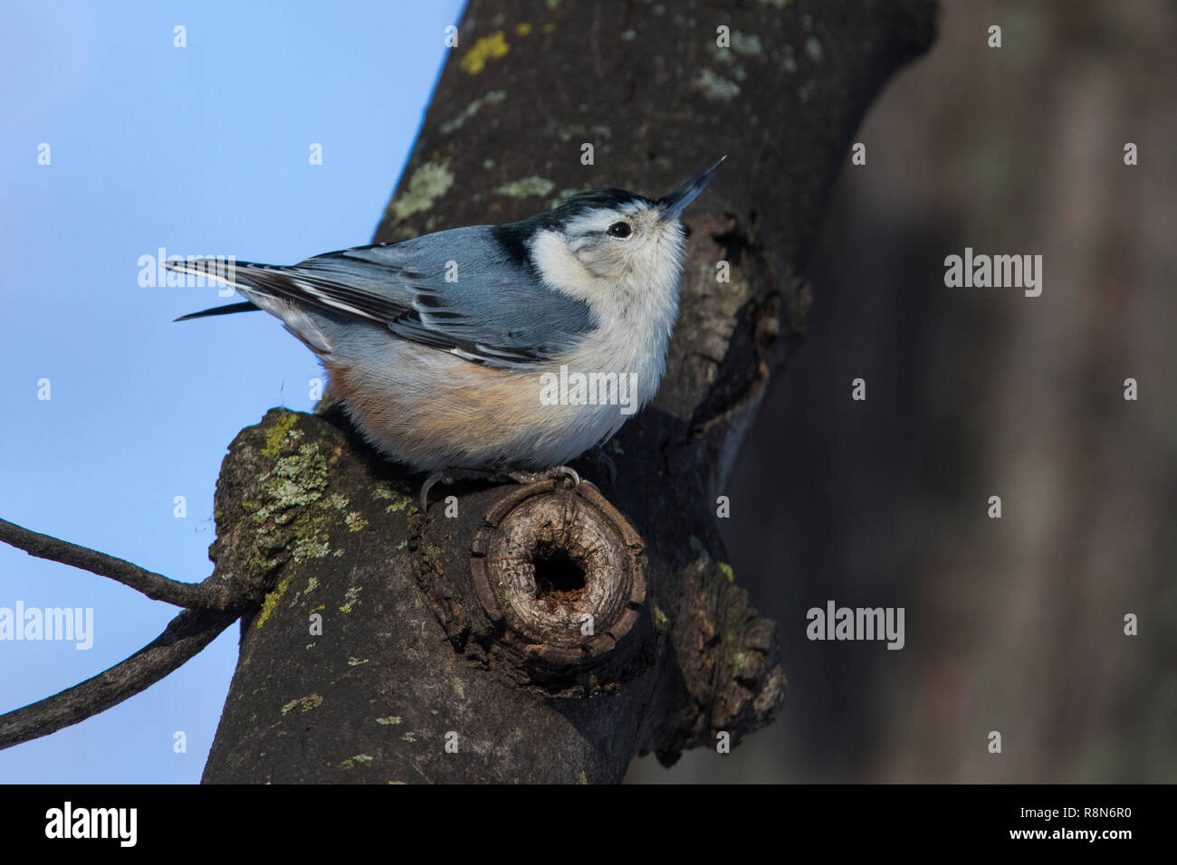 Nuthatches hi-res stock photography and images - Alamy