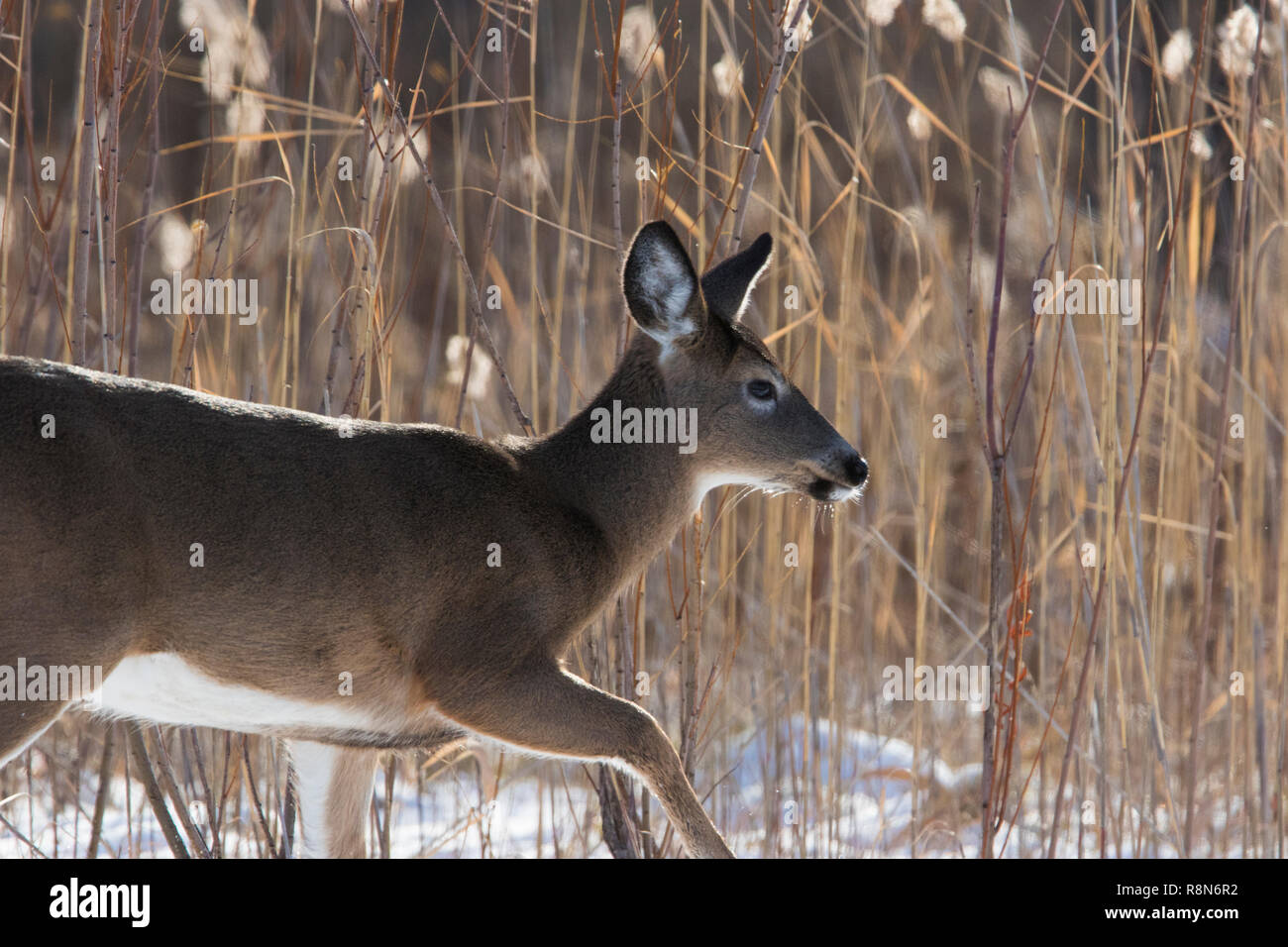 White tailed deer known hi-res stock photography and images - Alamy
