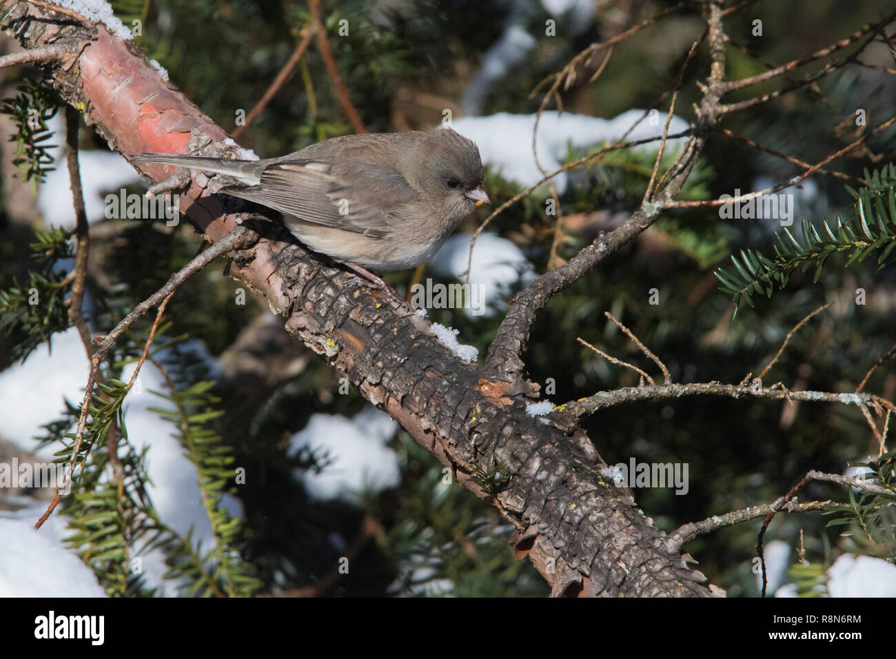 The dark-eyed junco in winter Stock Photo - Alamy