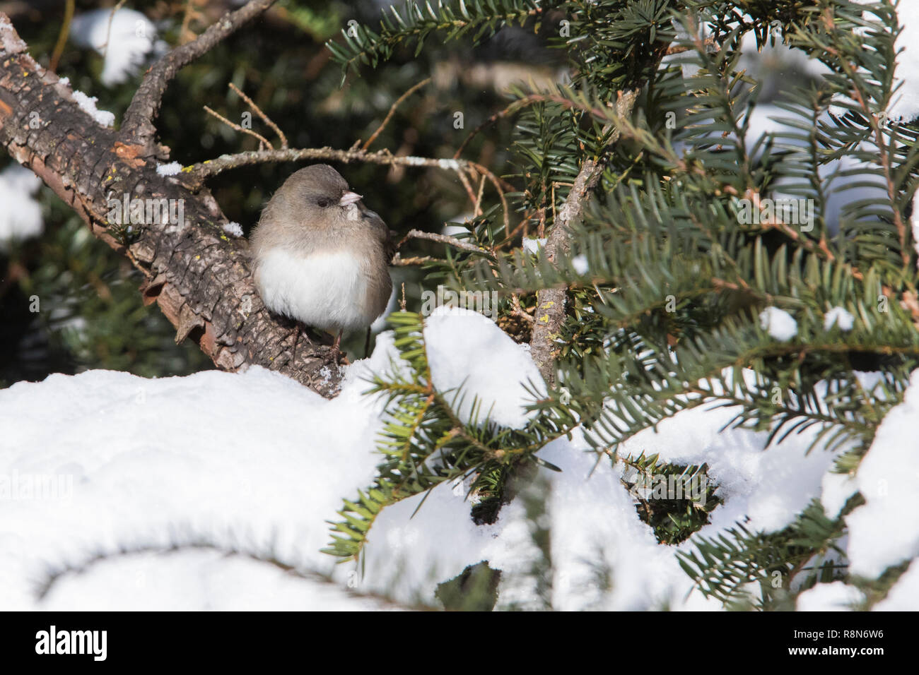 The dark-eyed junco in winter Stock Photo - Alamy
