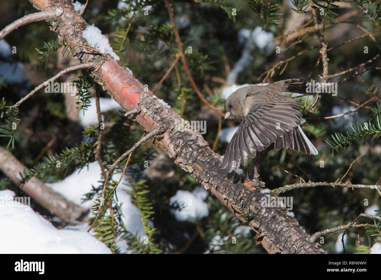 The dark-eyed junco in winter Stock Photo - Alamy