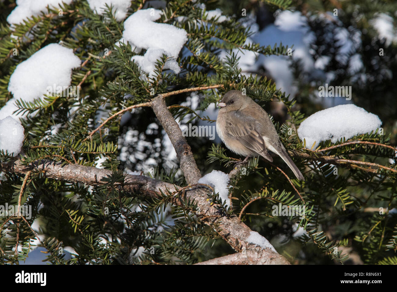 The dark-eyed junco in winter Stock Photo - Alamy
