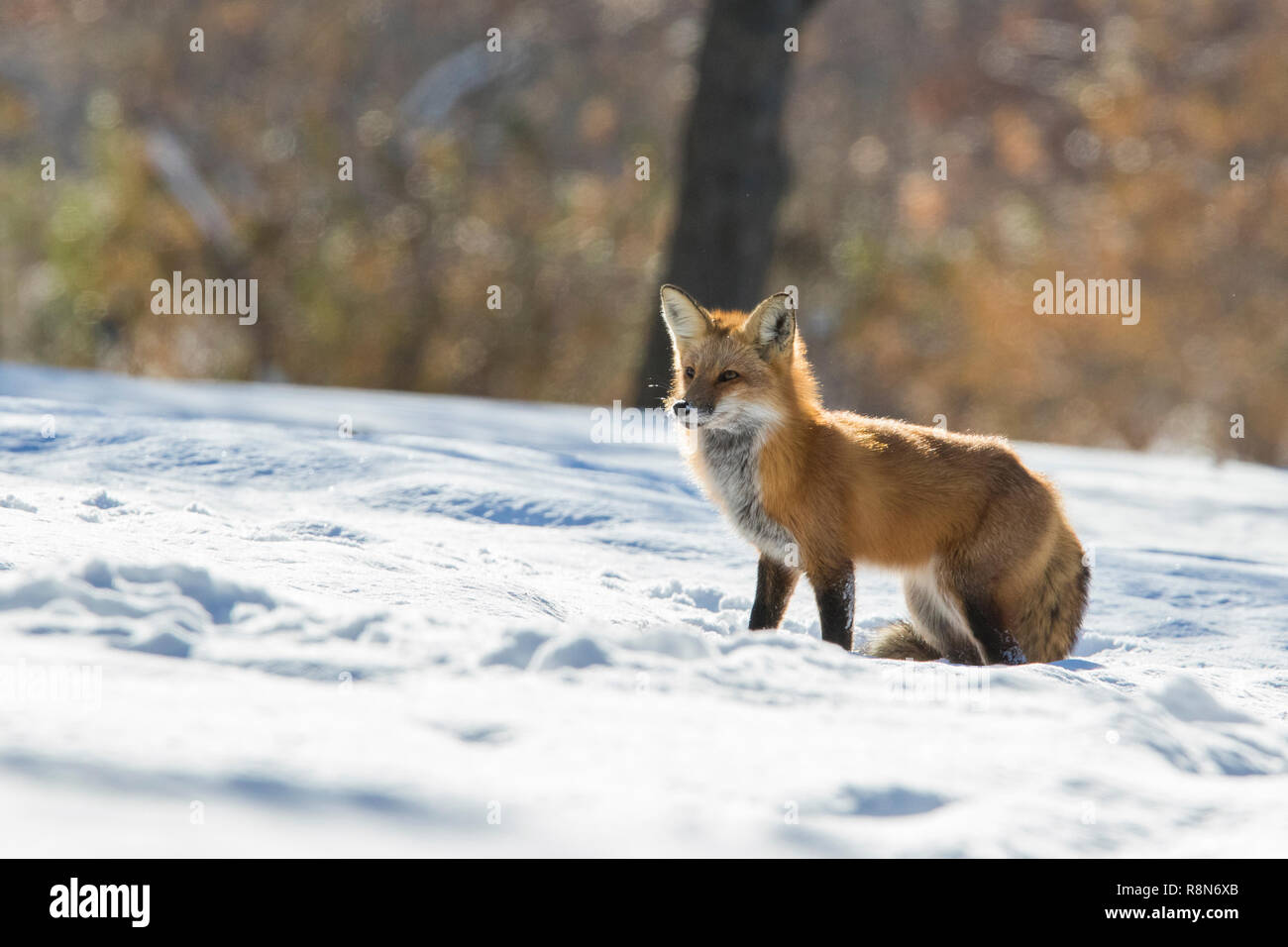 Red Fox hunting in winter Stock Photo - Alamy