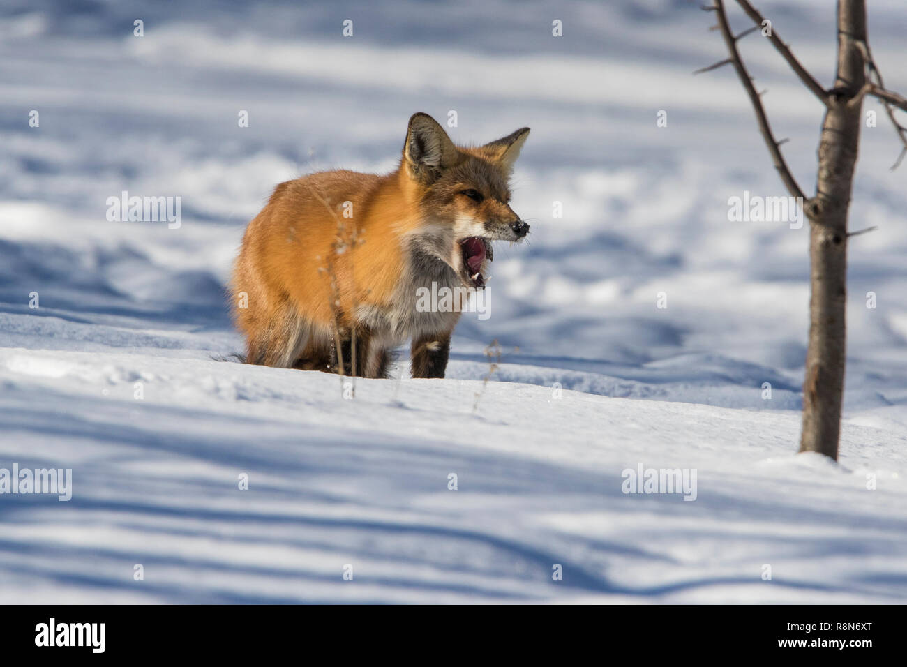 Red Fox hunting in winter Stock Photo - Alamy