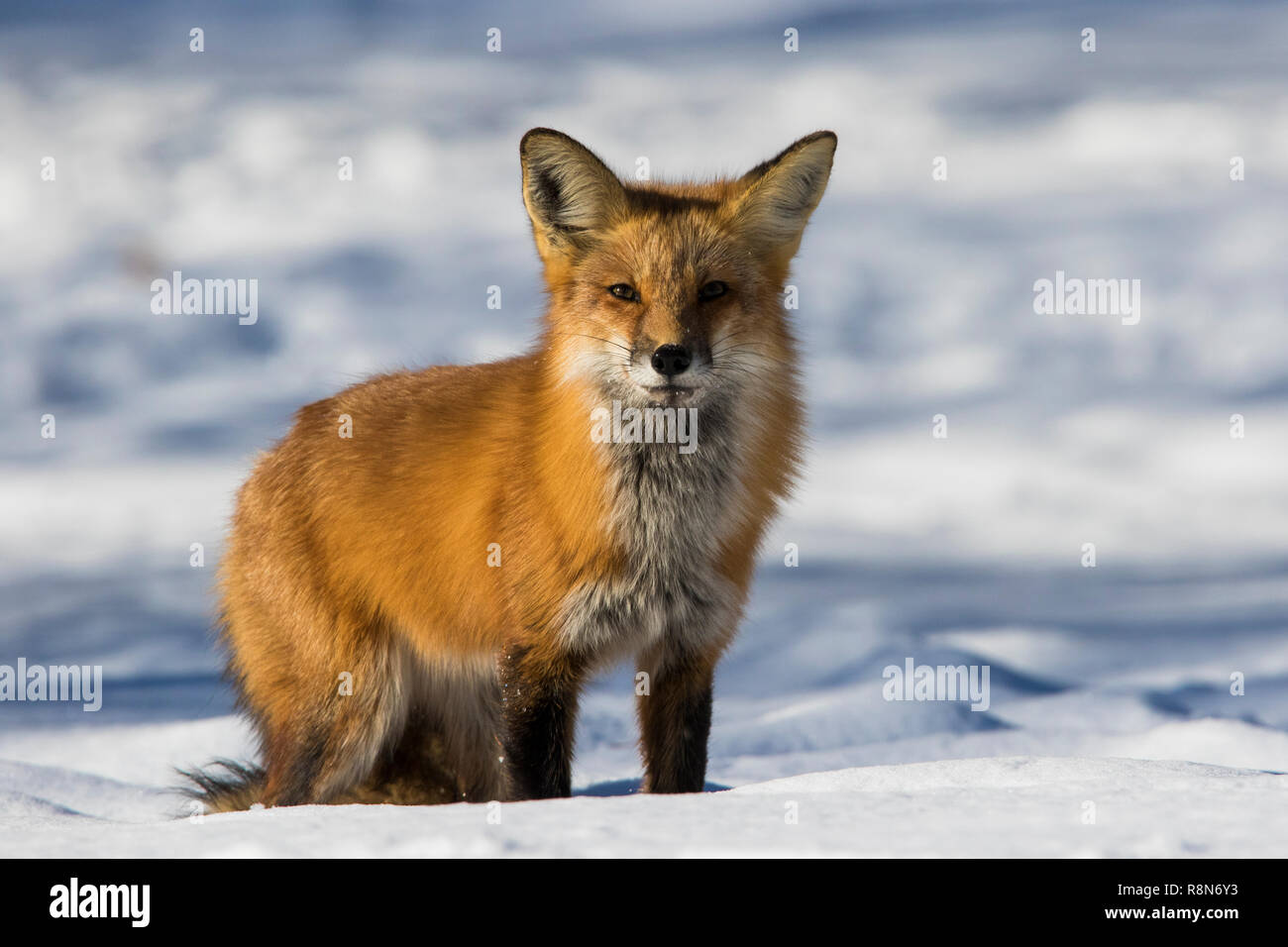 Red Fox hunting in winter Stock Photo - Alamy