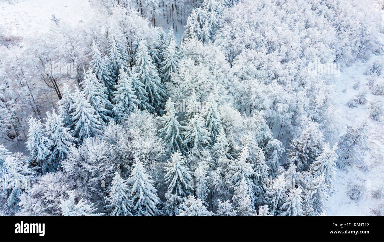 Aerial view of the forest at winter. The trees are covered with snow ...
