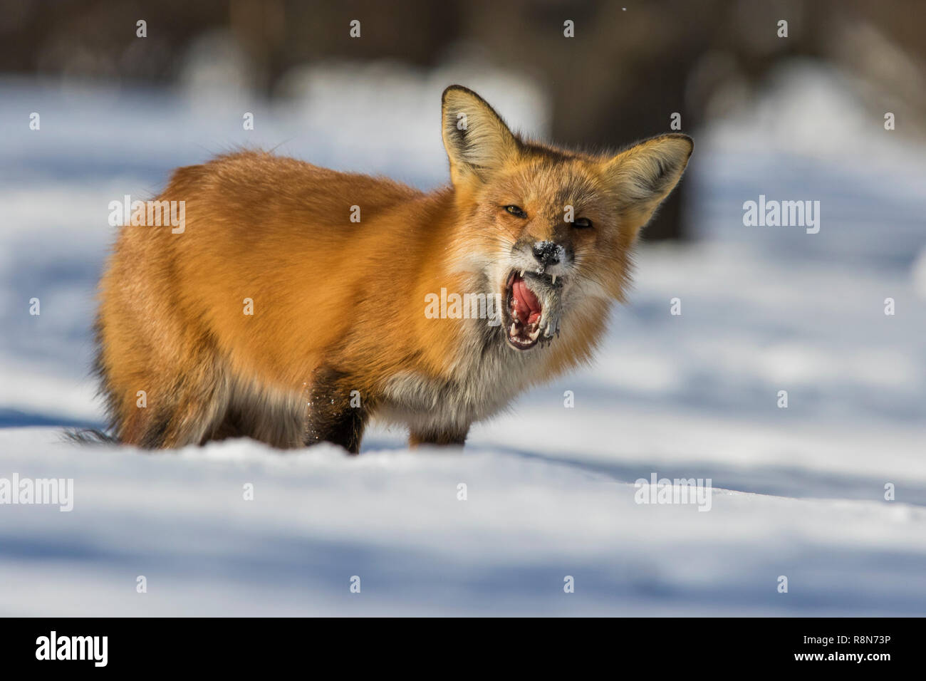 Red Fox hunting in winter Stock Photo - Alamy